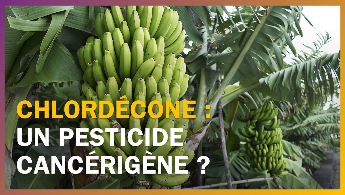 Le chlordécone est-il cancérigène pour l’homme