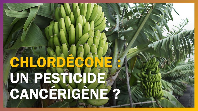 Le chlordécone est-il cancérigène pour l’homme