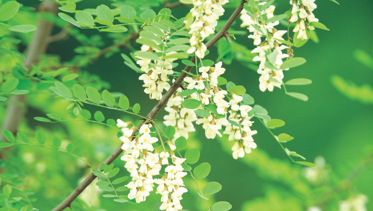 La fleur d'acacia dans tous ses états