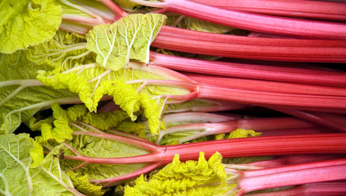La rhubarbe