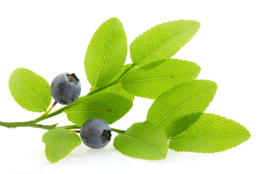 Un super fruit: la myrtille