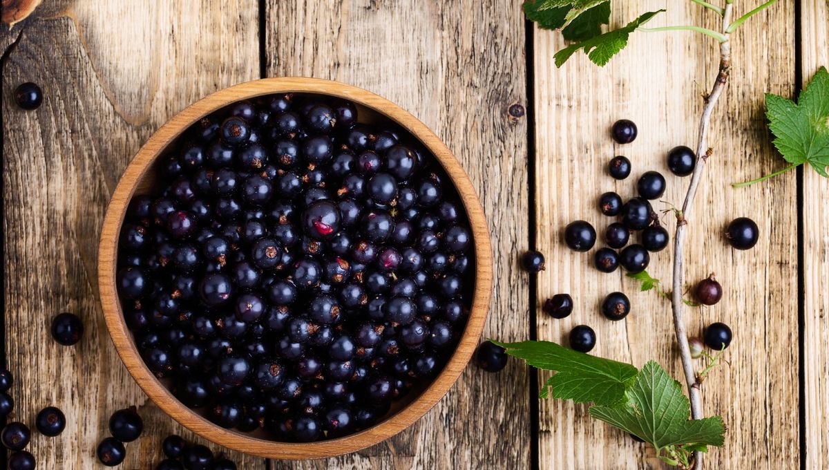 Le Cassissium à Nuits-St-Georges