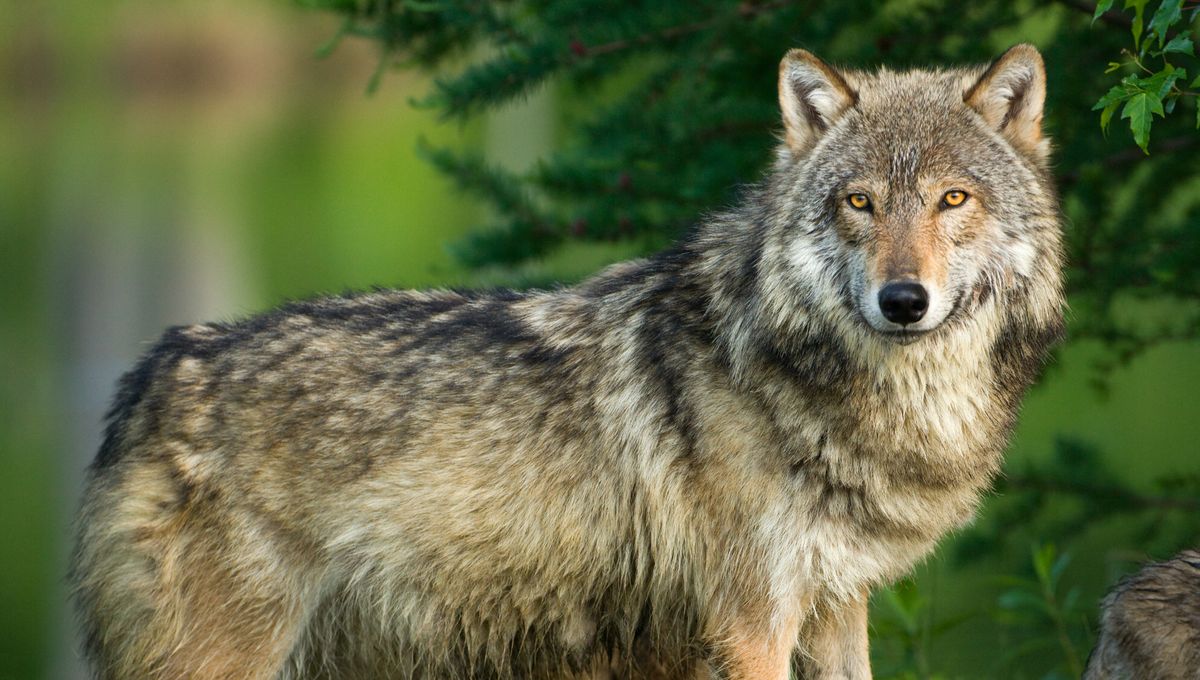 Sur les traces du loup sauvage