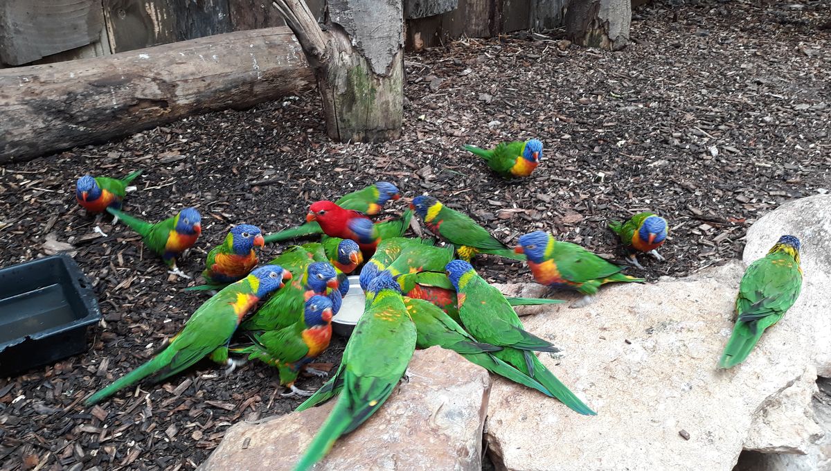 Le perroquet Loriquet Arc-en-ciel