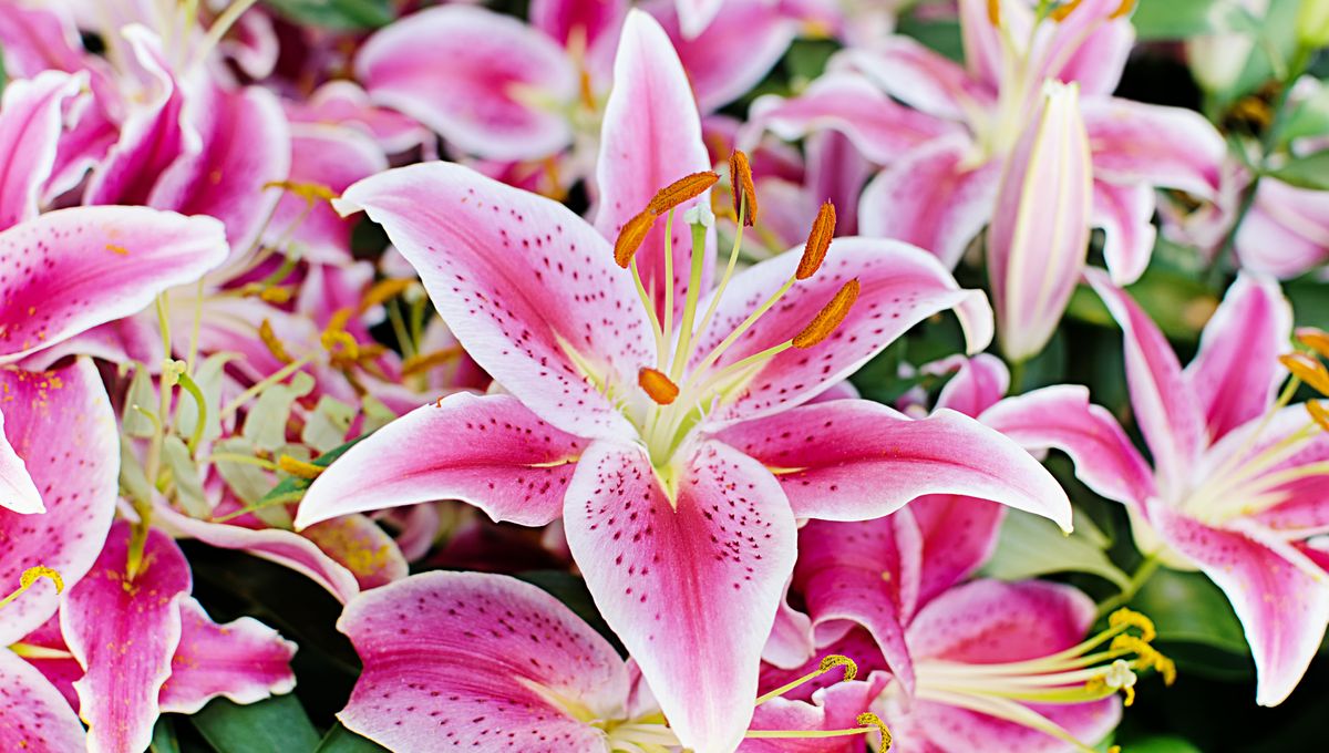 Mes lys sont dévorés par des insectes rouges