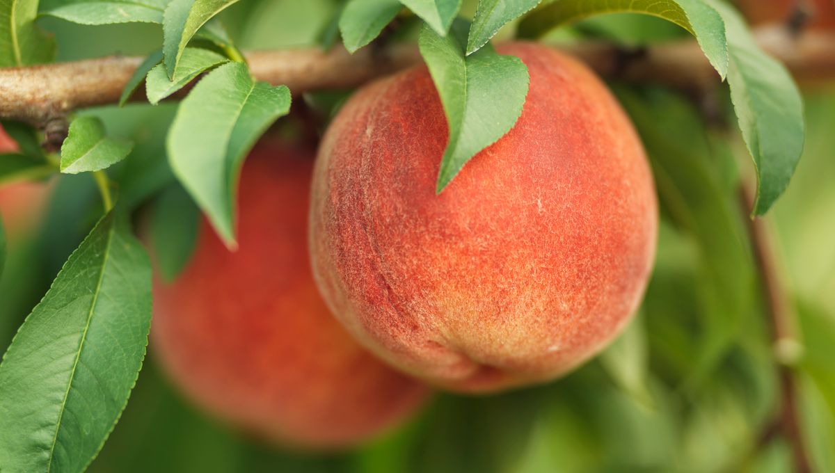 Mes pêches sont piquées et pourrissent