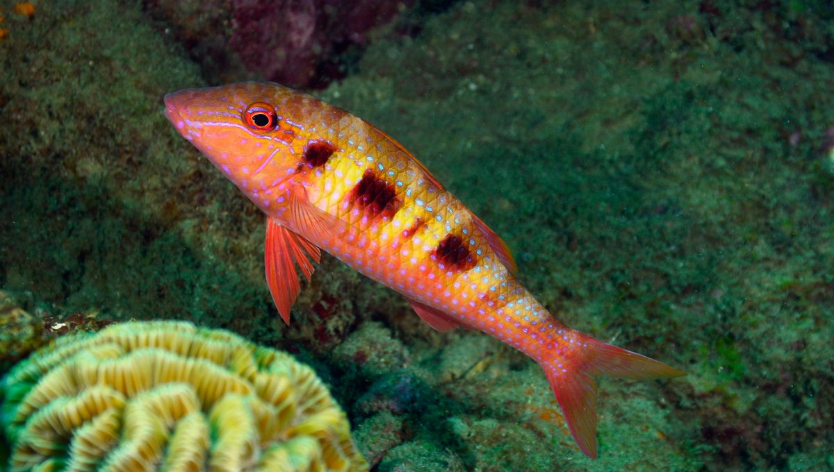 les rougets débarquent