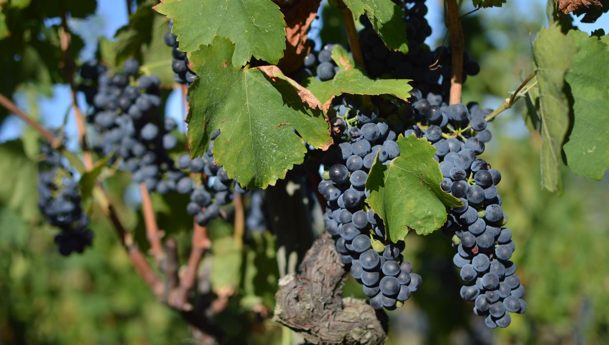 Le raisin en cuisine