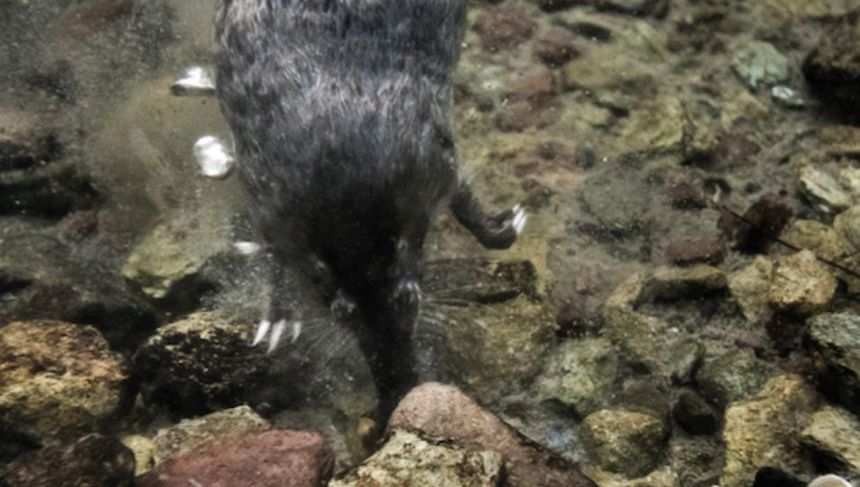 Le desman des Pyrénées : un mystèrieux rat-trompette qui vit dans nos ...