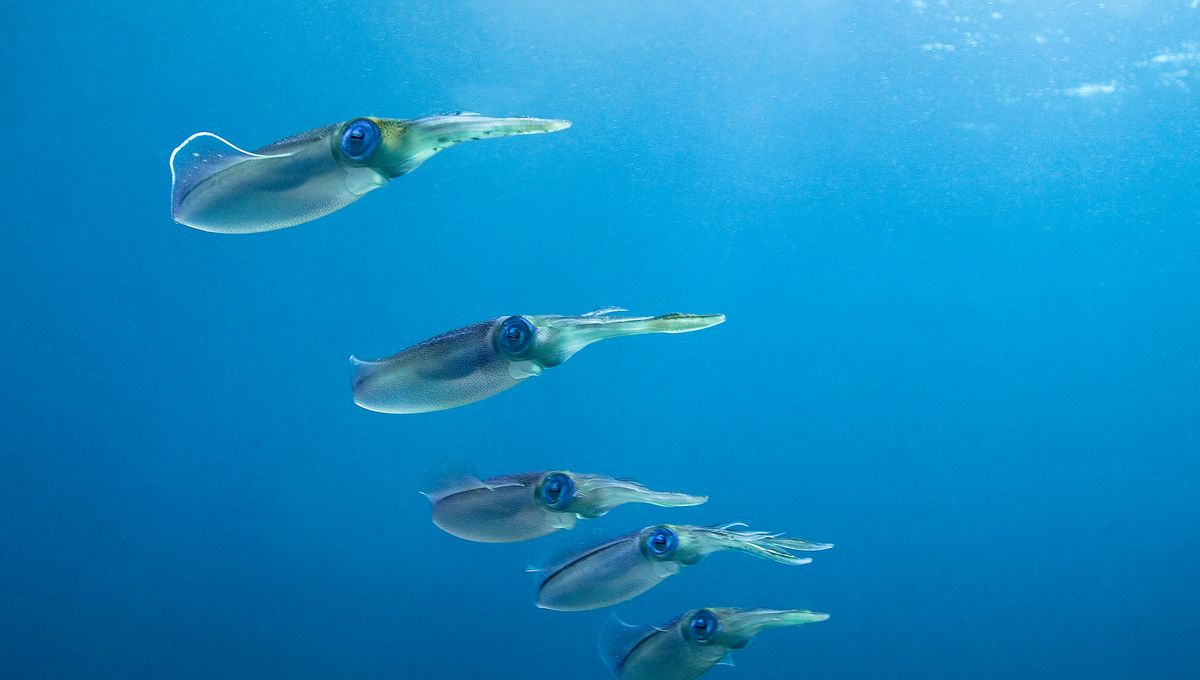 Les chipirons c'est le moment