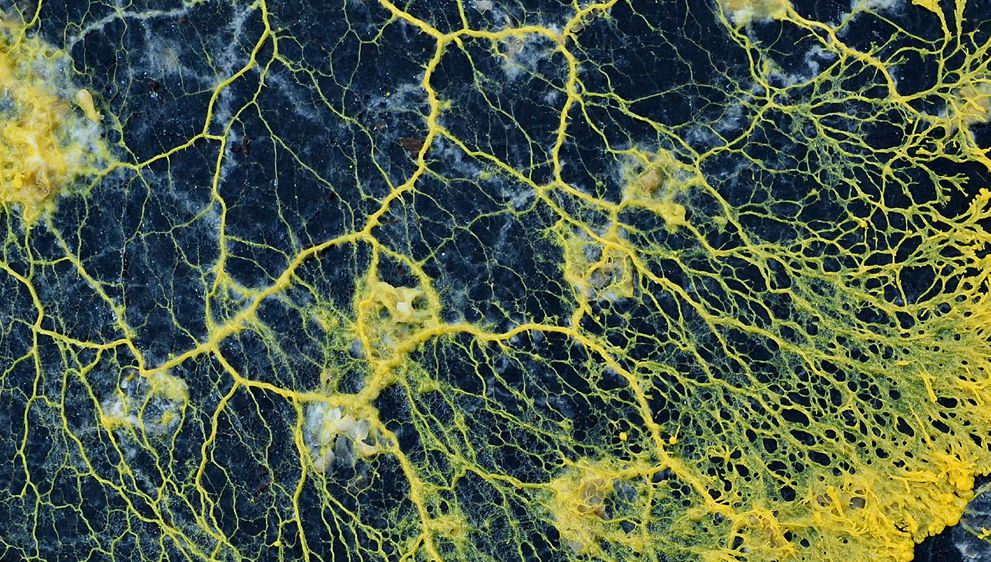 Le Blob, une espèce qui défie les lois de la biologie