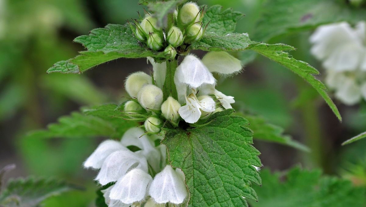 Flore alpine : le lamier blanc, aussi surnommé le faux ortie : une ...