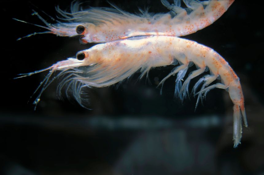 Antarctique : la lente et difficile protection des milieux marins