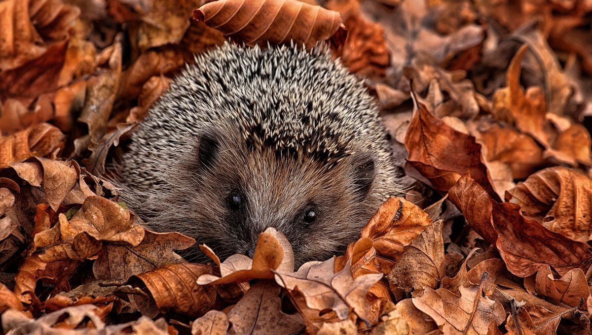 Prenons soin de nos hérissons