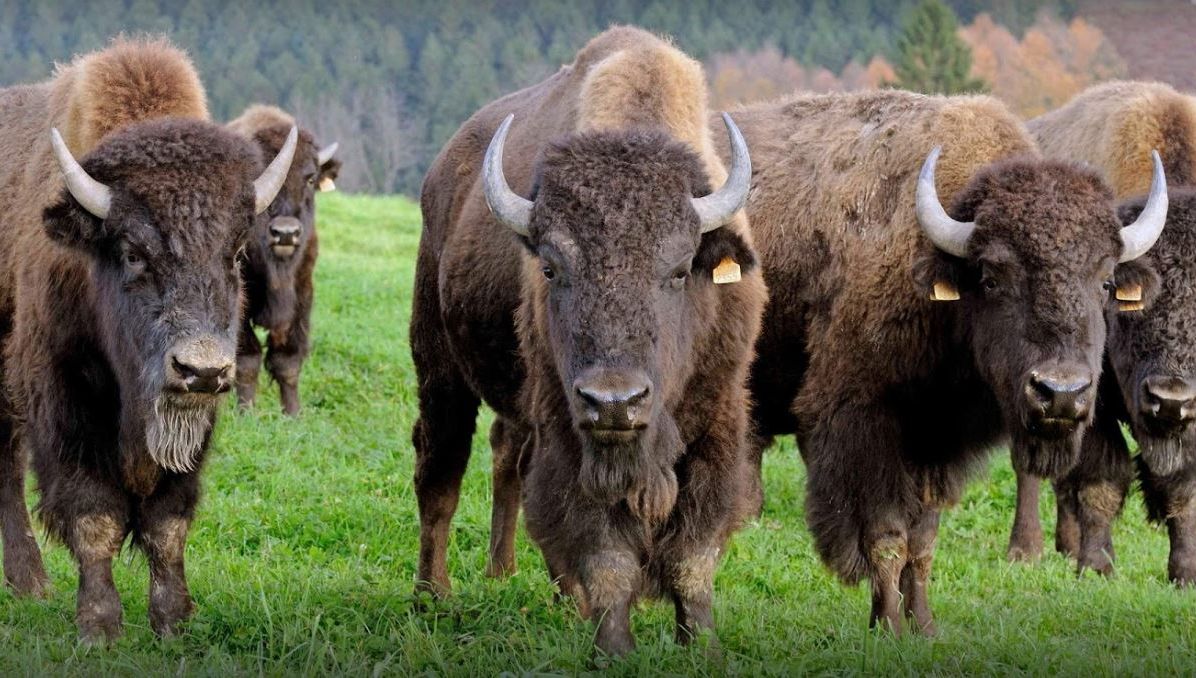 Le ranch des bisons à Petit-Réderching