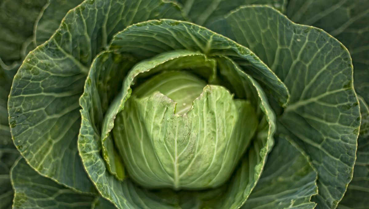 Les choux au menu du jour