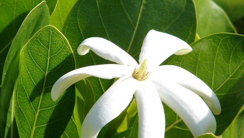 Le Tiaré : une plante tropicale à élever chez vous
