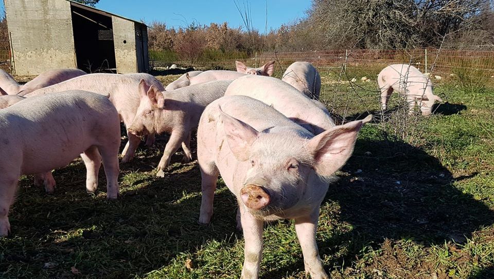 Une ferme en Ventoux élève ses cochons en plein air
