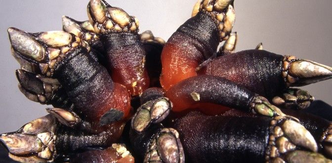 Les coquillages des Halles d'Avignon