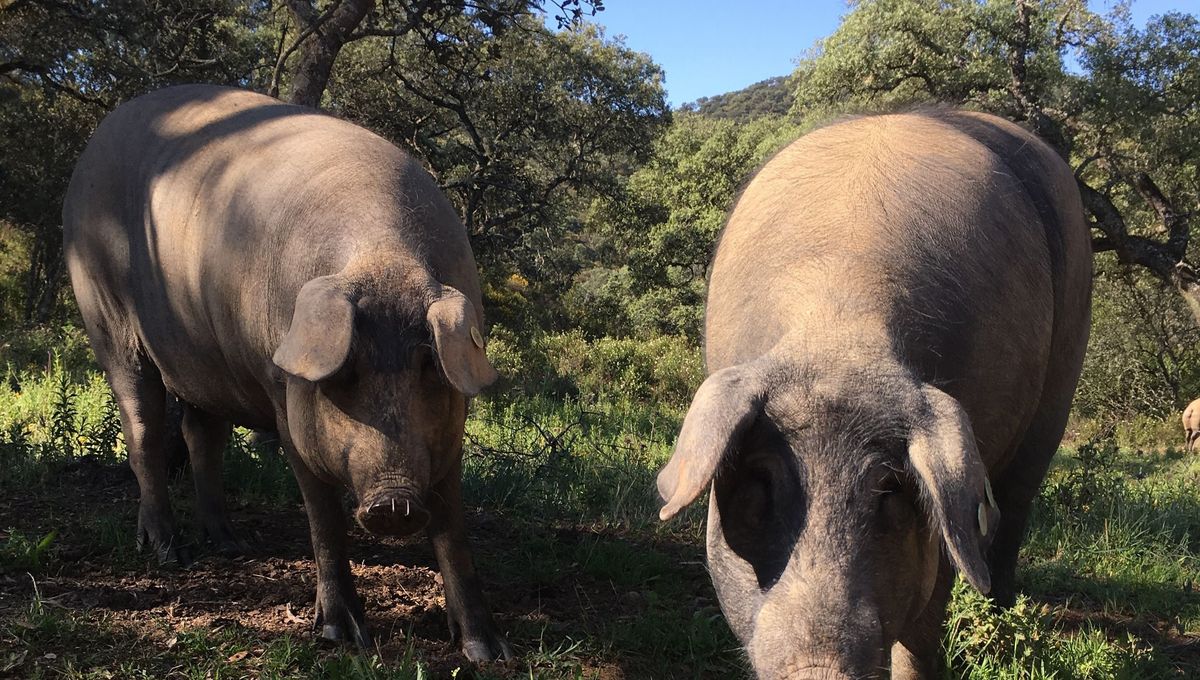 Tout est bon dans le cochon