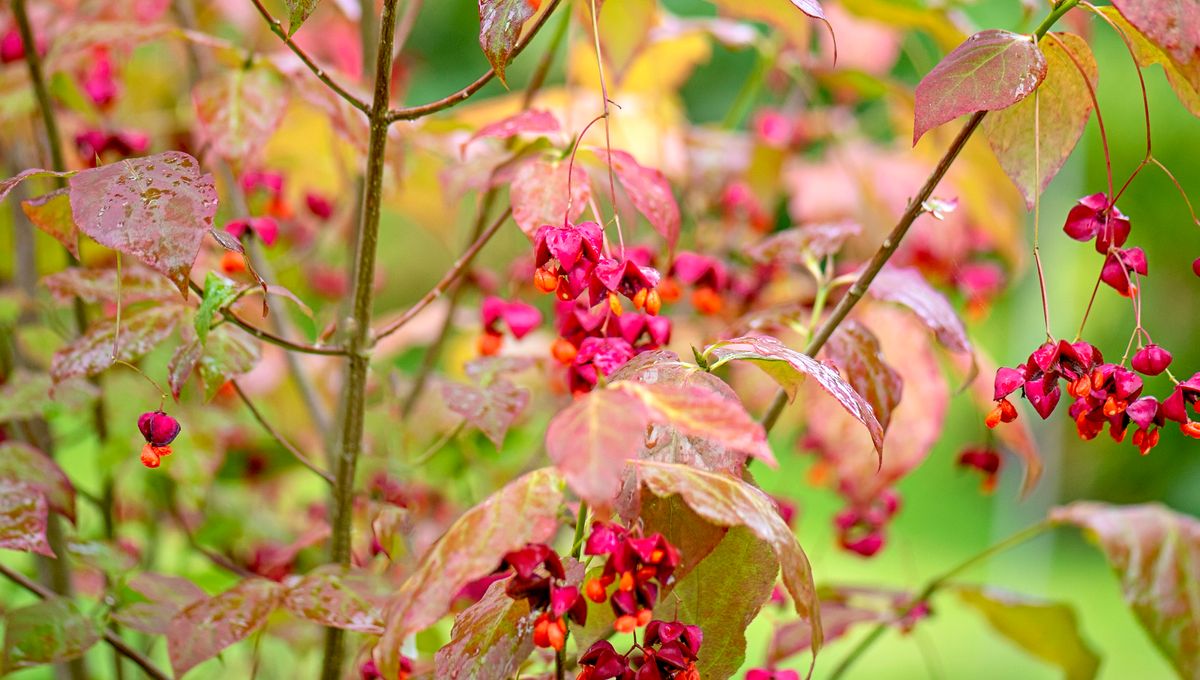 Le fusain : un bel arbuste, indispensable dans vos haies champêtres