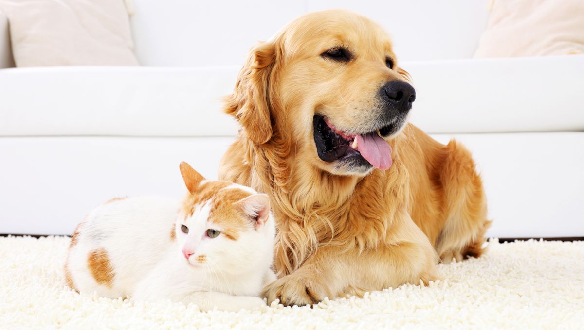 Le bonheur des animaux domestiques : comment savoir si votre chien ou ...