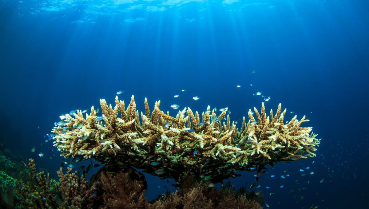Les coraux, un trésor à préserver..