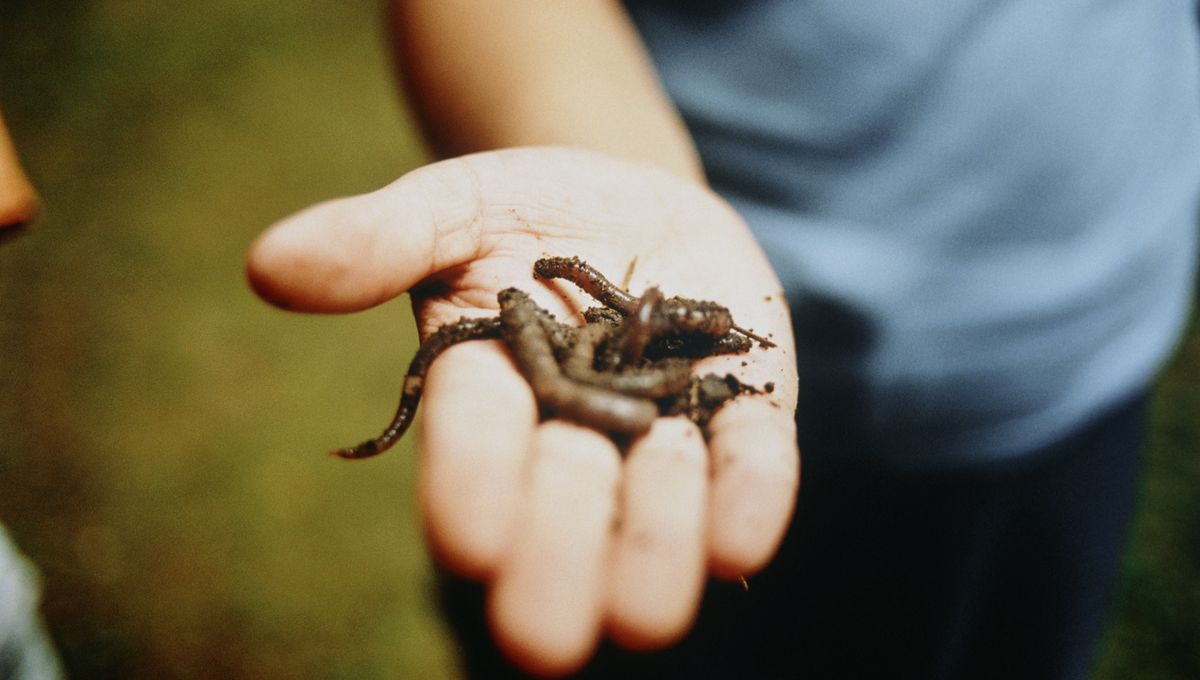 Puis-je acheter des vers pour enrichir mon sol