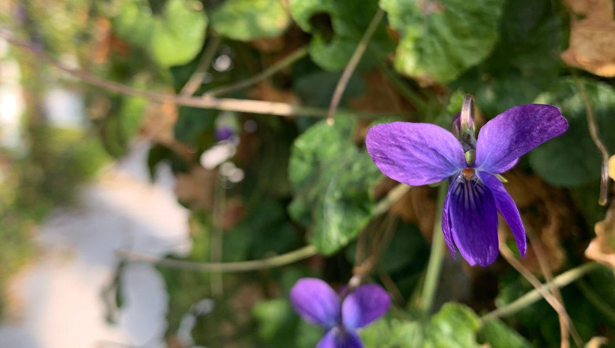 La violette, une fleur particulière