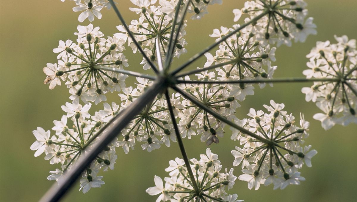 La grande berce : le viagra des champs