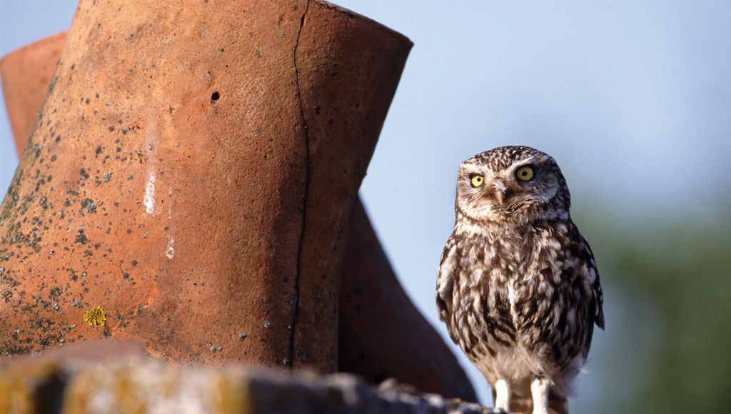 La Chouette Chevêche