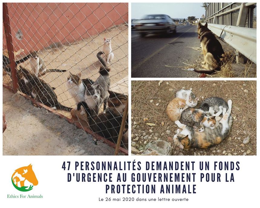 Protection animale : mobilisation sur internet pour les associations