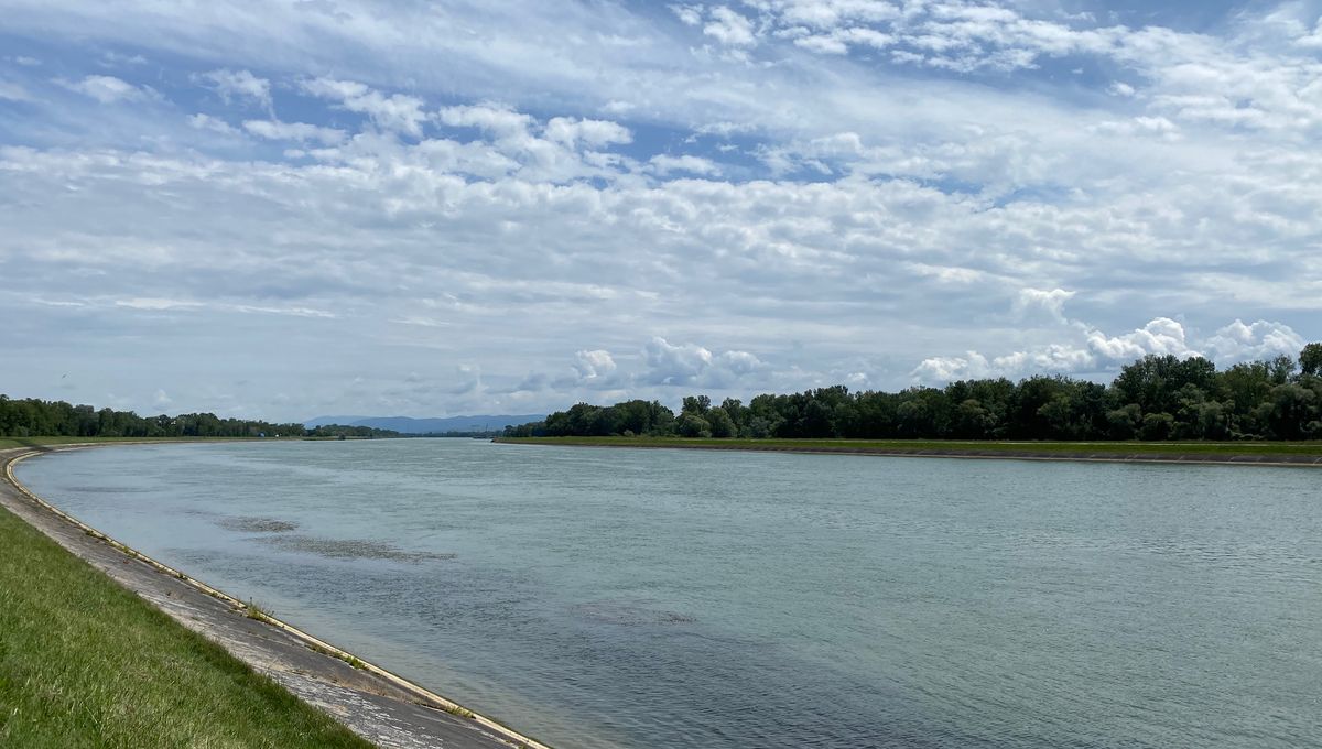 Le voyage en Alsace : au fil du Rhin, la réserve naturelle du Rohrschollen