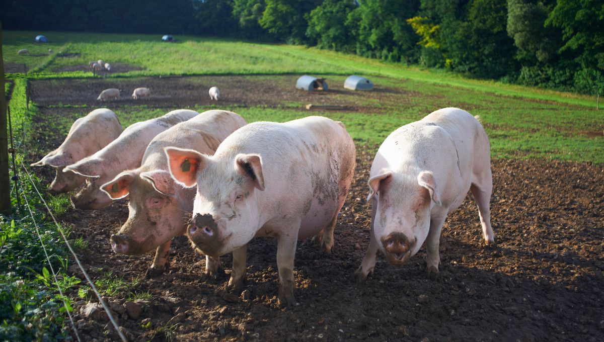 Les cochons bien élevés de la ferme des Montgardier à Vaulnavey le Haut