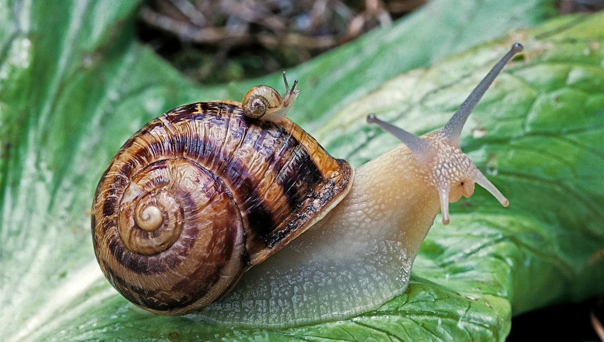 Limaces et escargots au potager : comment éviter la catastrophe