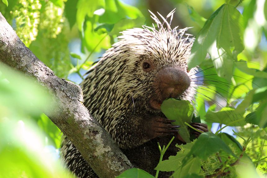 Naissance d'un coendou du Brésil