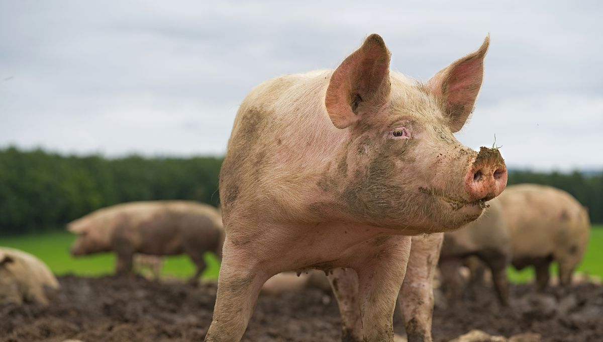 Éric Saison, éleveur de porcs Label Rouge à Coulangeron