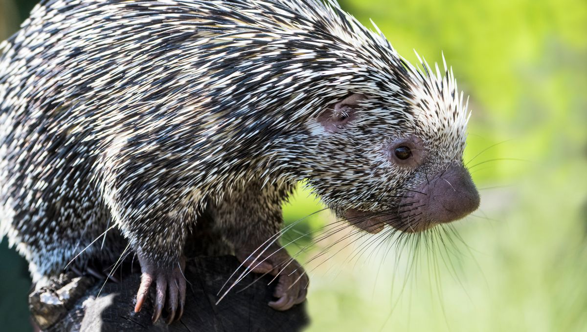 Naissance d'un coendou du Brésil