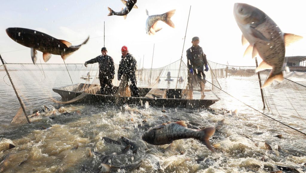 Le poisson d’élevage détrône toujours plus le poisson pêché