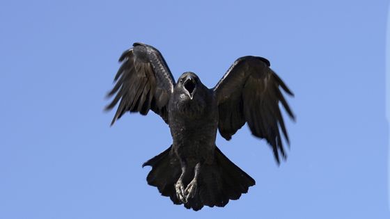 Pas si bête, le corbeau