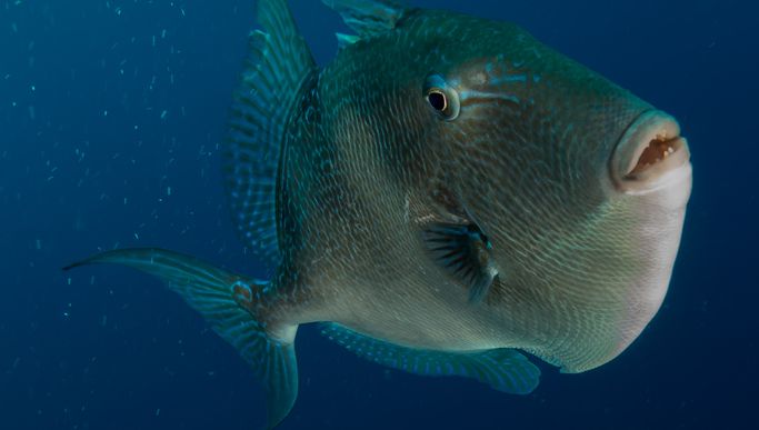 On sait quel est le poisson mordeur de la Méditerranée
