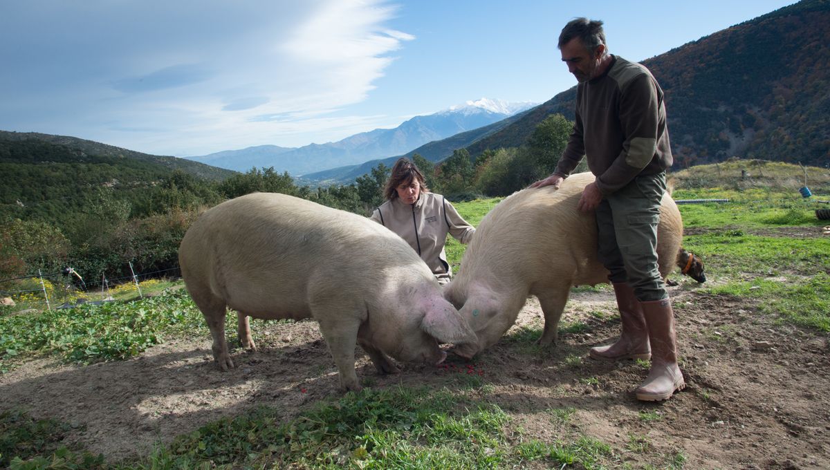 Cathy Vassail , le cochon bien élevé de Mosset