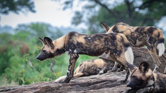 Le lycaon anarchiste