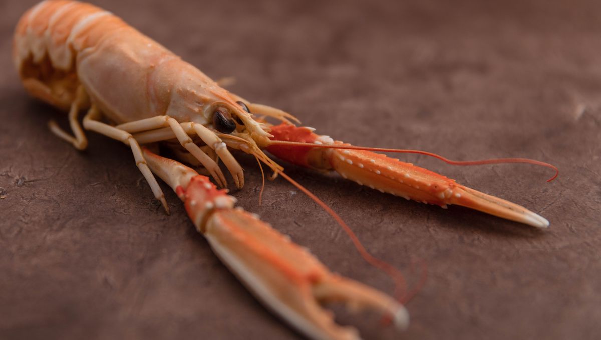 Une nouvelle espèce de langoustine a été découverte en Corrèze