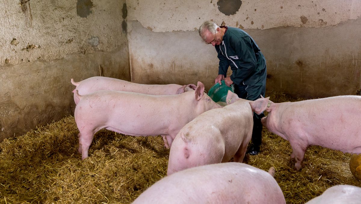 Le roi rose, le cochon 100% tourangeau