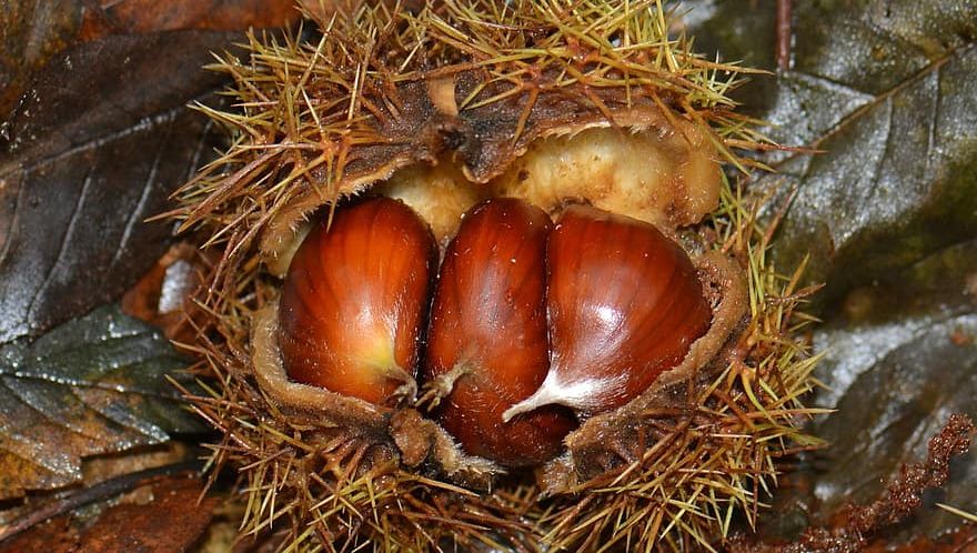Bientôt la saison des marrons.