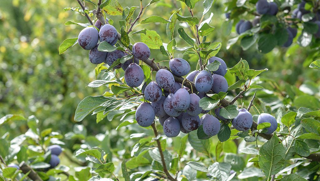 Les Quetsches avec la Ferme Fruitière Hufschmitt - Die Quetschen mit ...