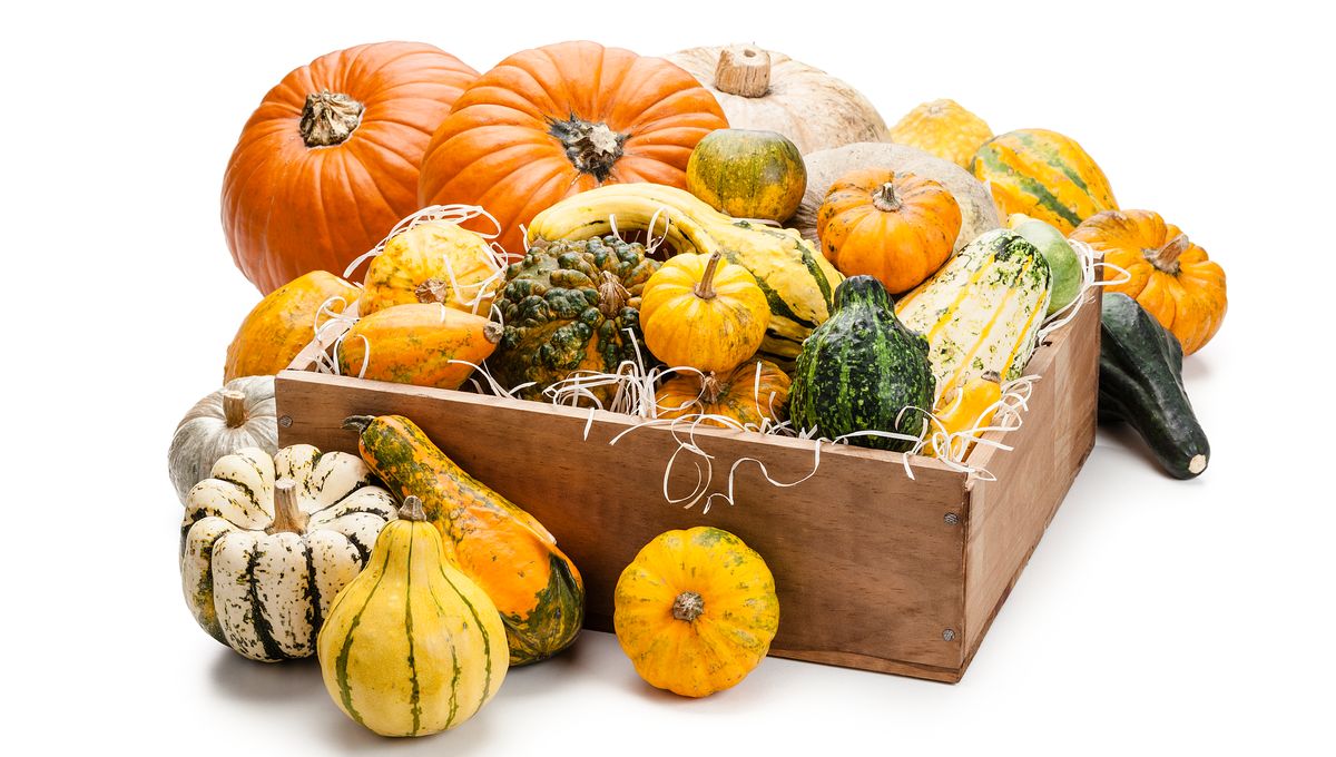 Butternut, potiron, potimarron... les premières courges de la saison ...