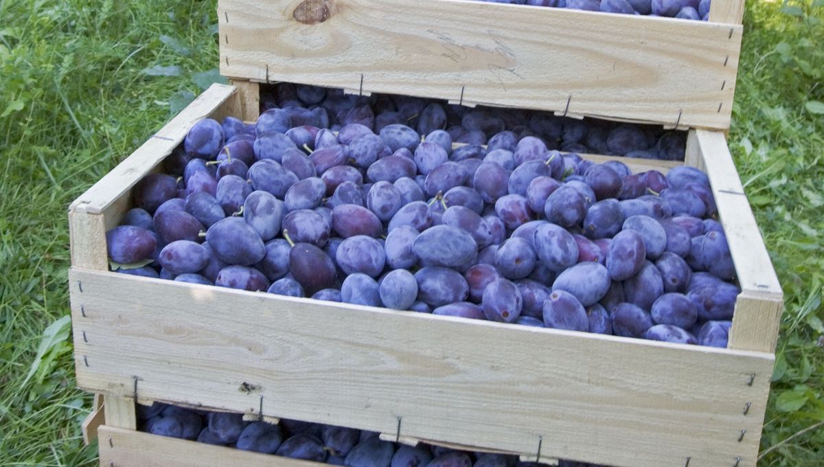 C'est toujours la saison des quetsches