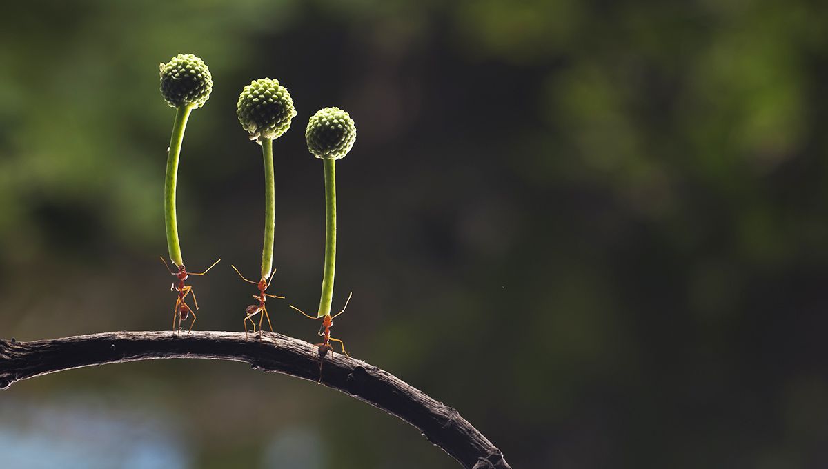 Les fourmis : un modèle extraordinaire